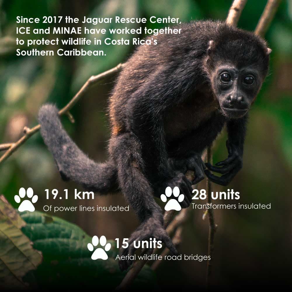 Donate to Jaguar Rescue - Shock Free Zone